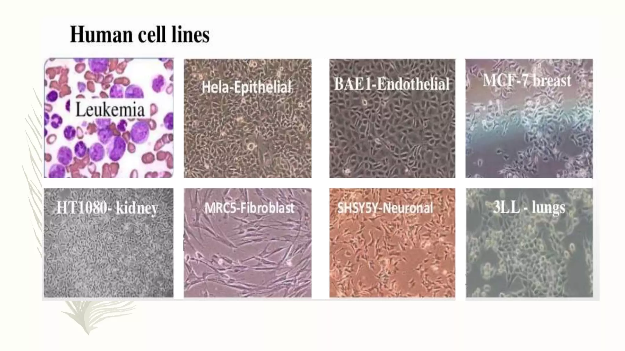Animal cell culture technique : overview & procedures | PPTX