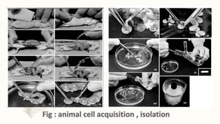 Animal cell culture technique : overview & procedures | PPTX