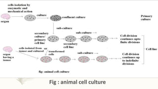 Animal cell culture technique : overview & procedures | PPTX