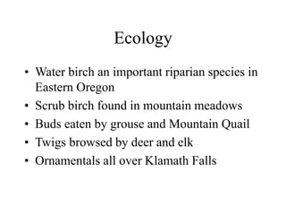 Birch | PPT