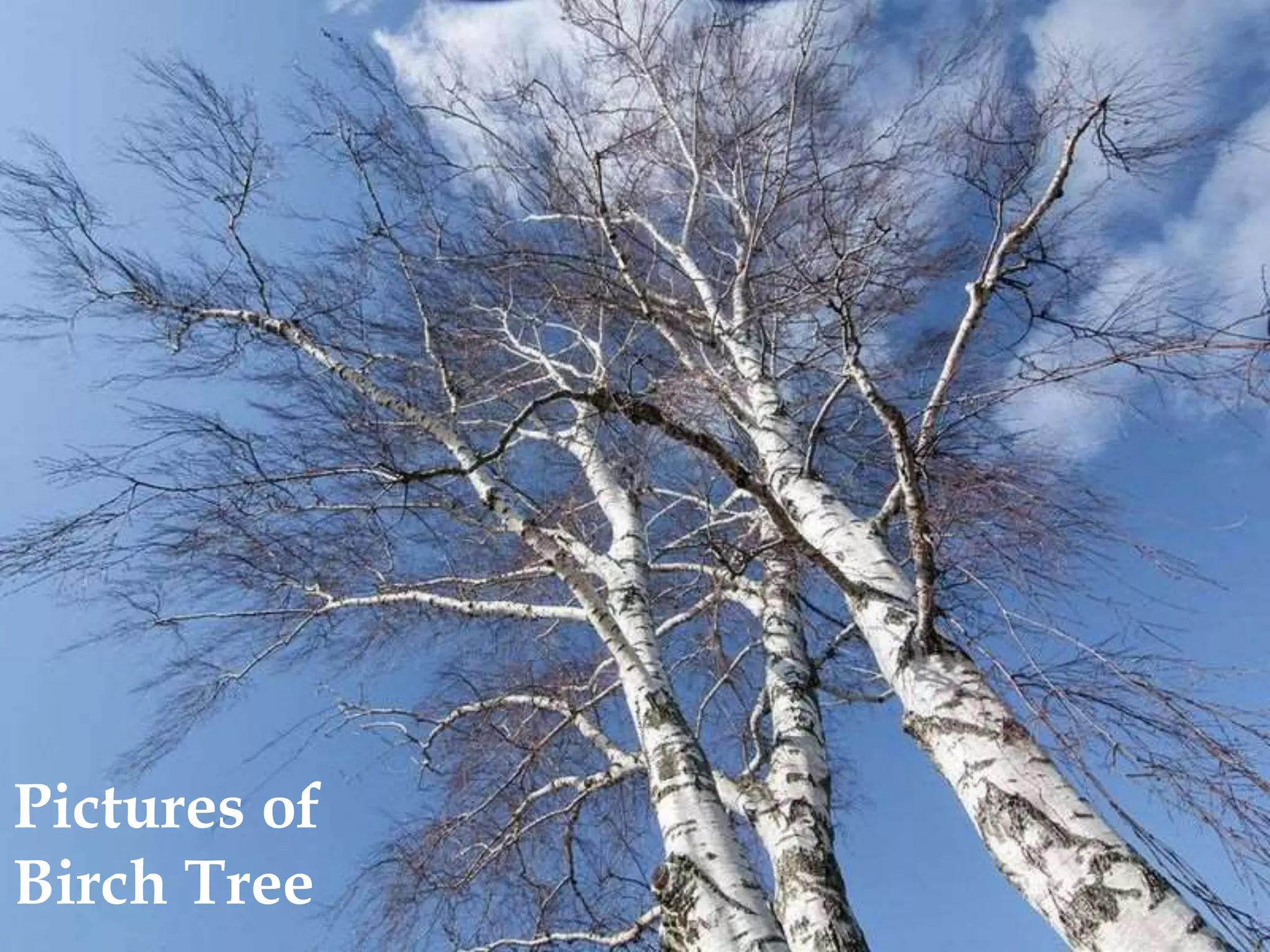 Robert Frost's Birches PPT by vivek tiwari | PPTX
