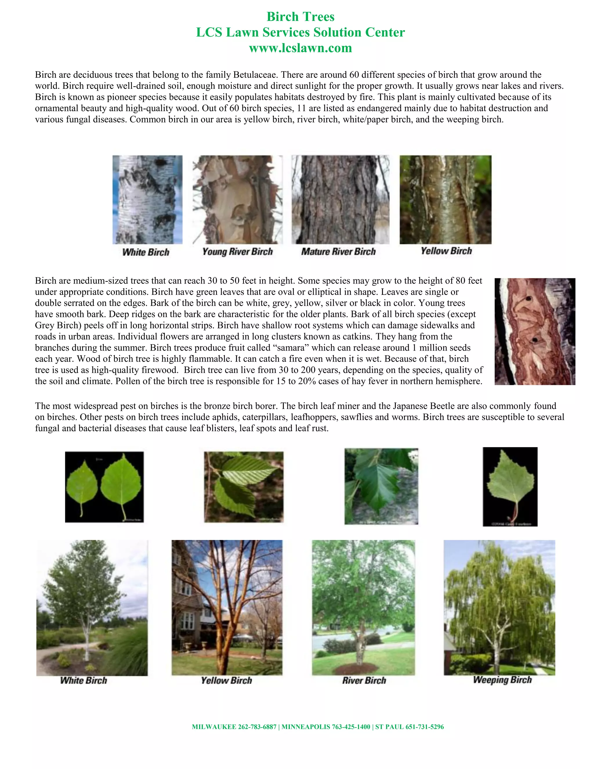 Birch trees | PDF