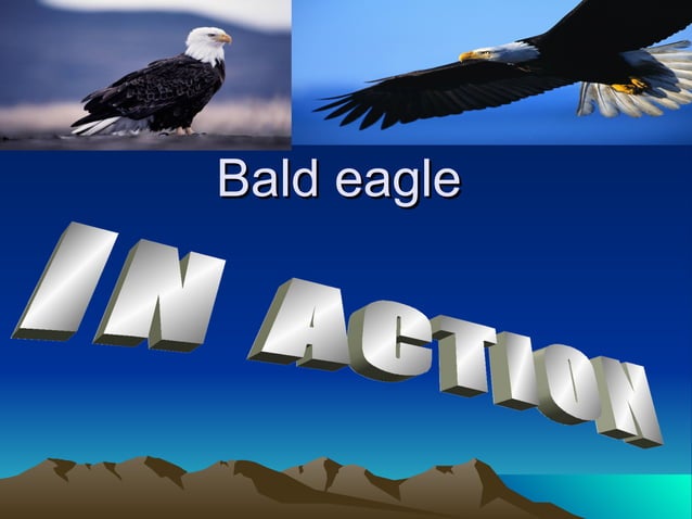 Bird Fact Sheet By Ben | PPT