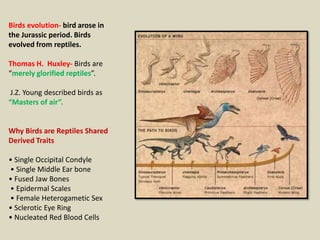 Birds are glorified reptiles, Archaeopteryx, compare Archaeopteryx and ...