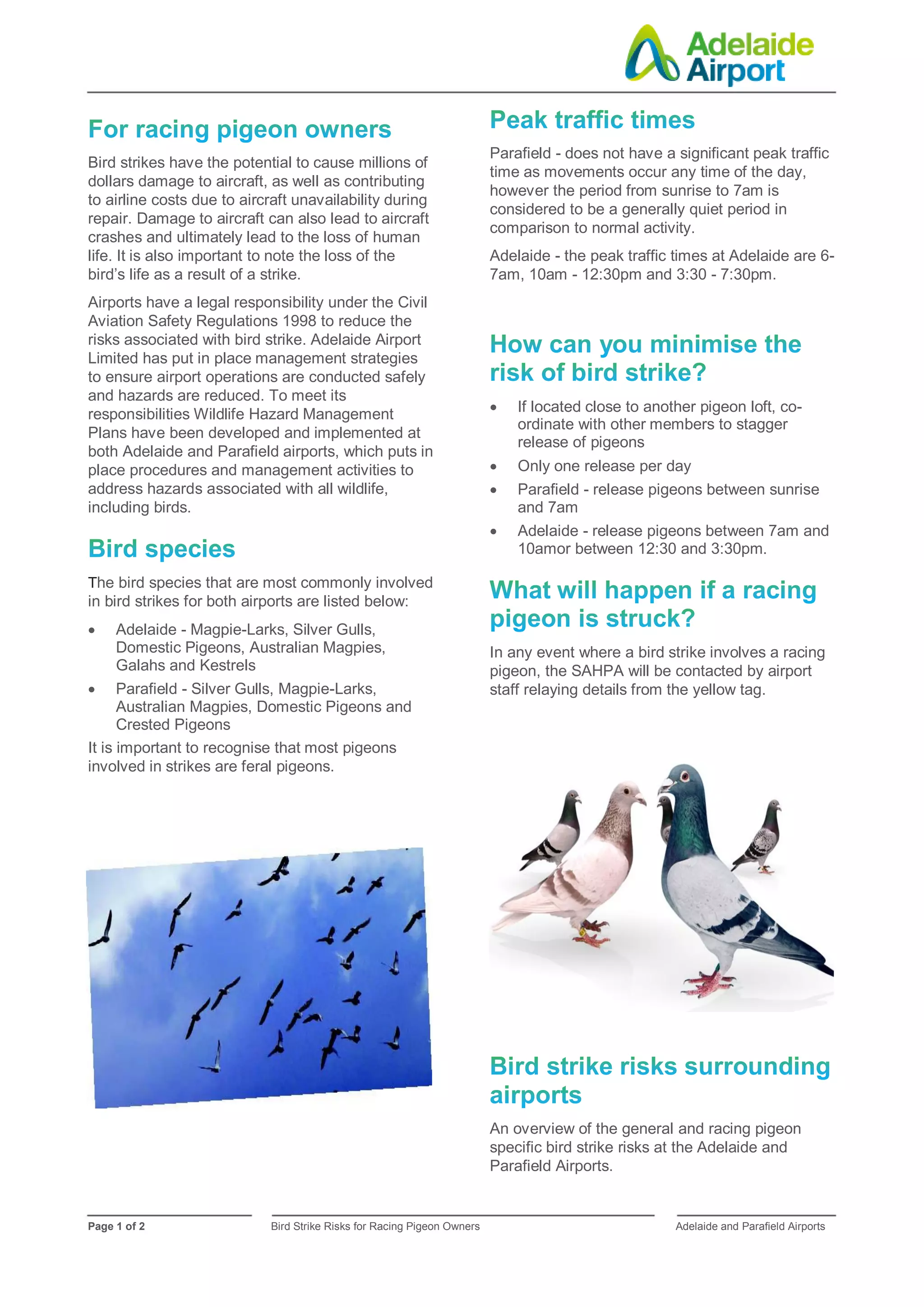 Bird Strike Risks For Racing Pigeon Owners Adelaide Airport | PDF