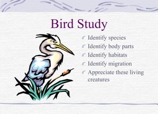 bird[1].ppt
