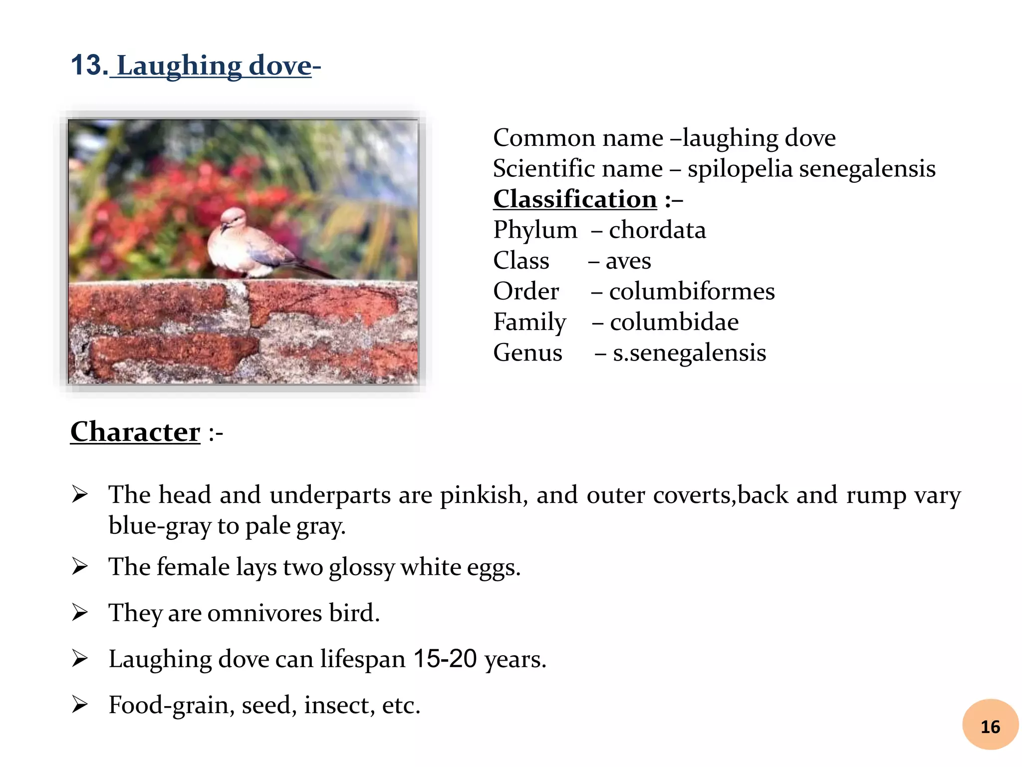 Birds project - collection and identification of birds | PPTX ...