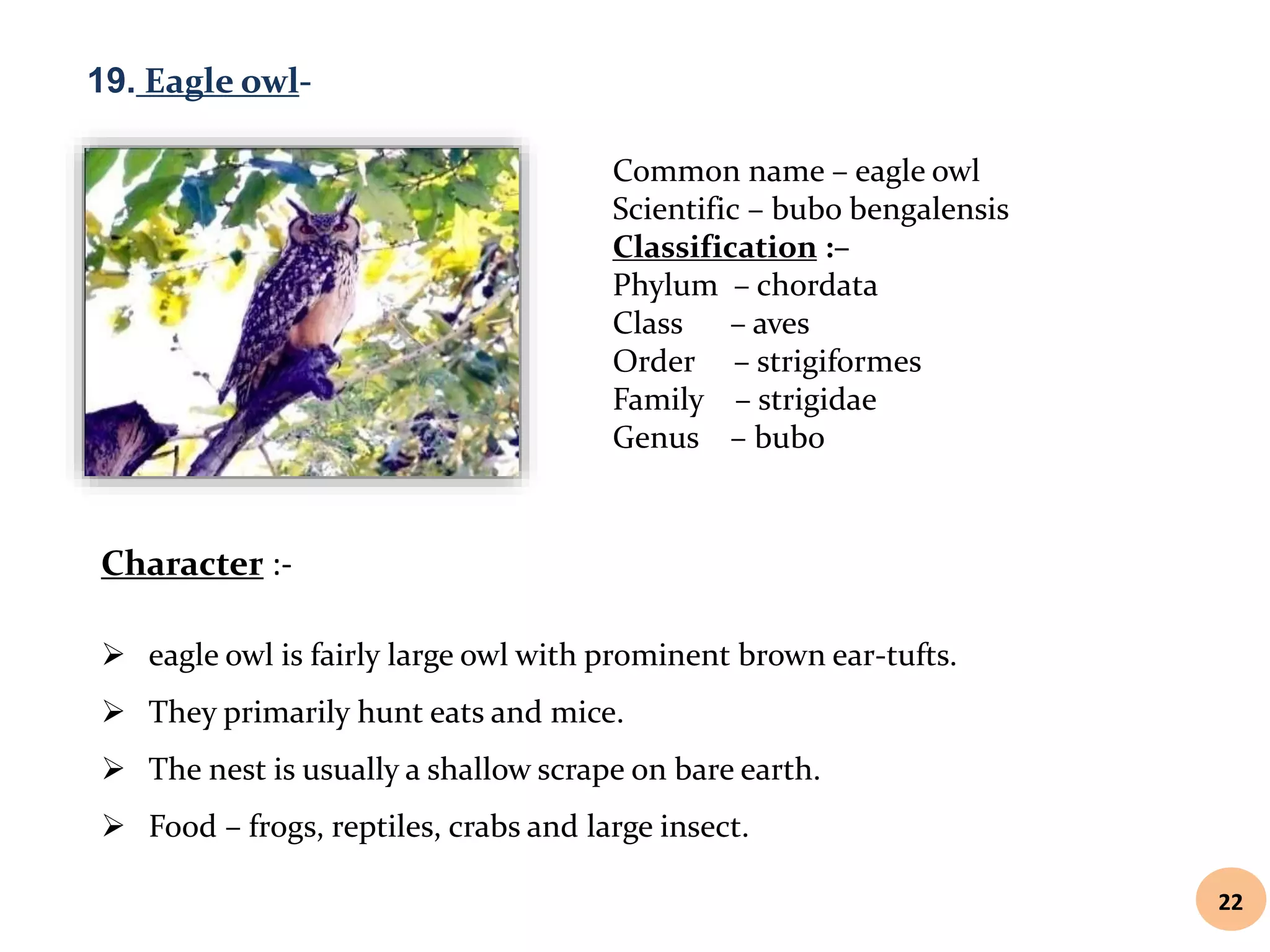 Birds project - collection and identification of birds | PPTX