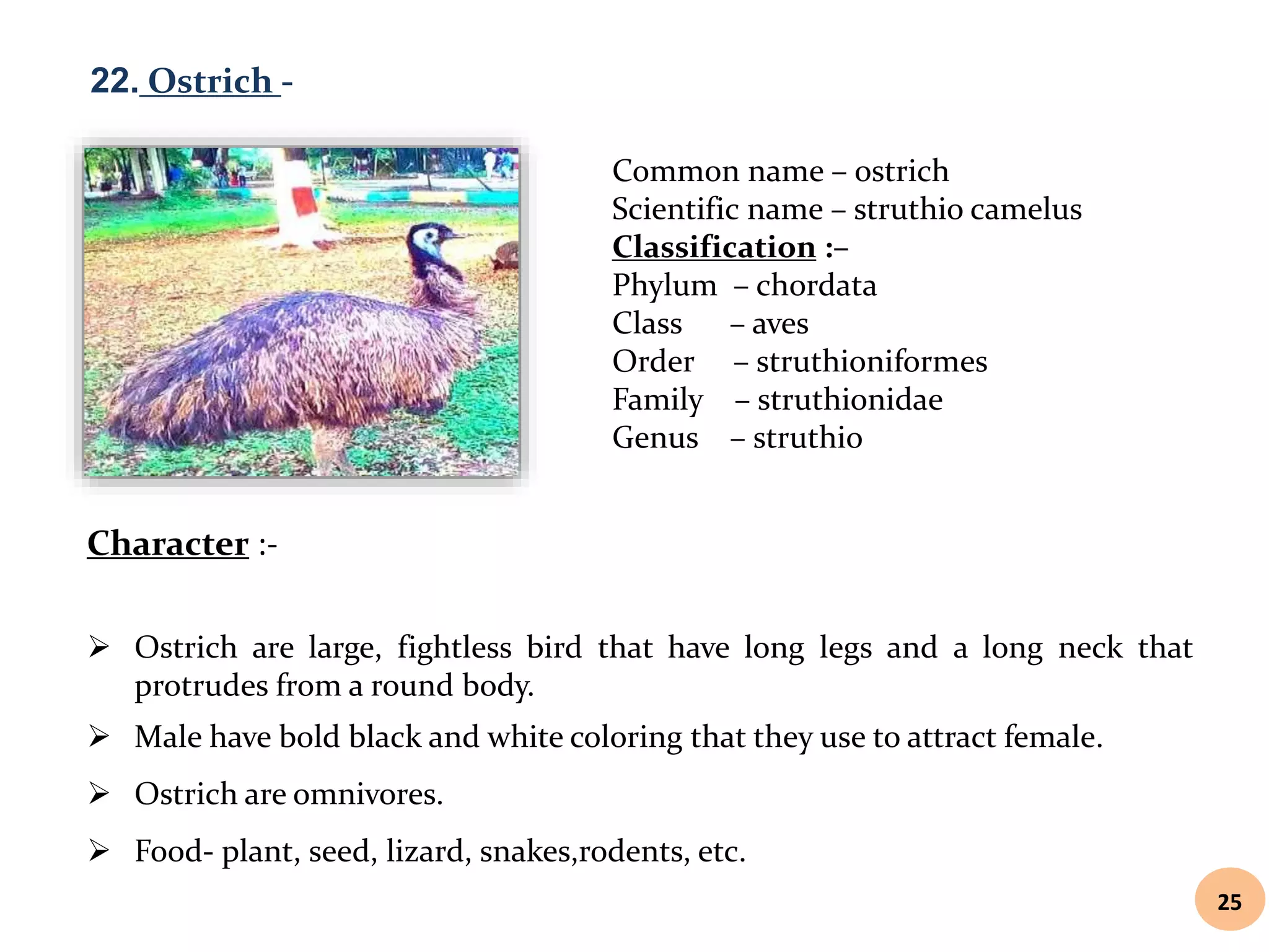 Birds project - collection and identification of birds | PPTX