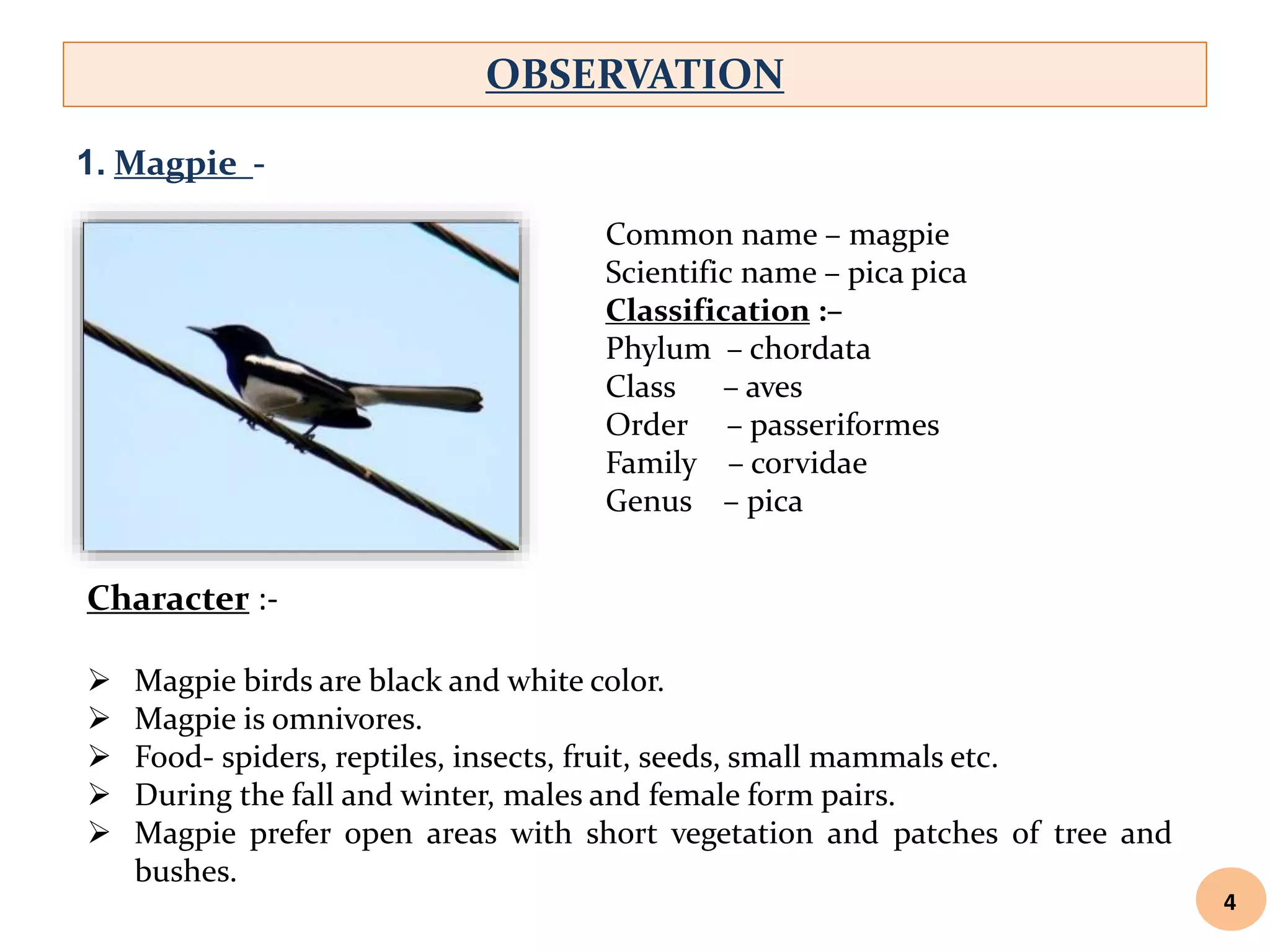 Birds project - collection and identification of birds | PPTX