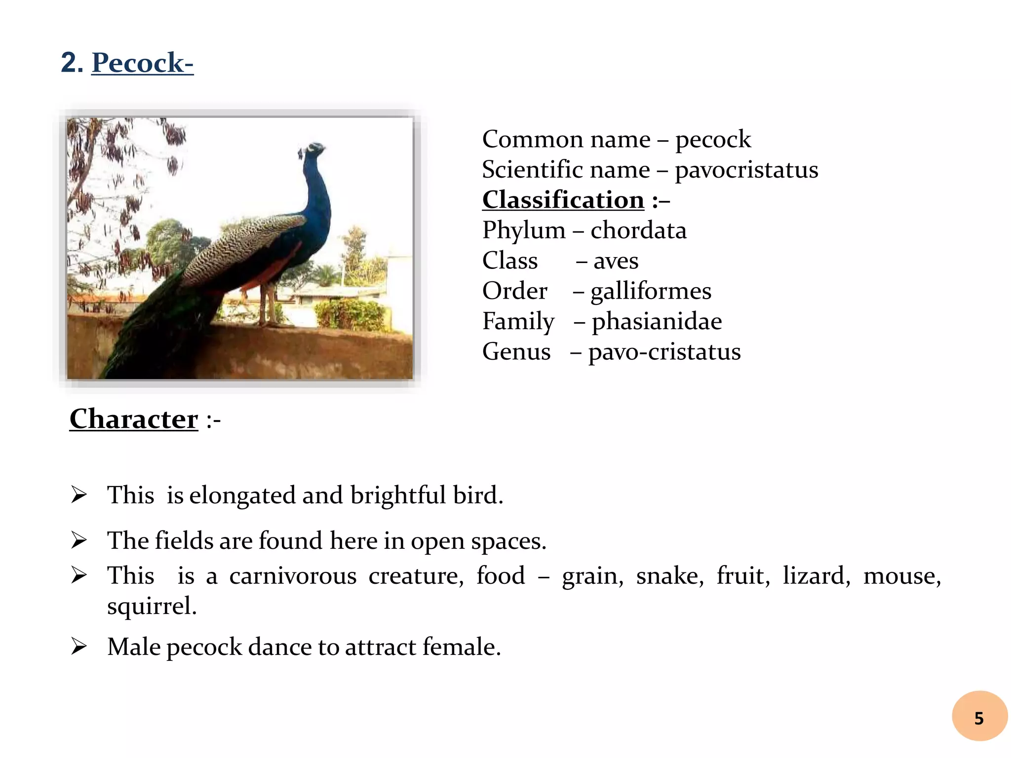 Birds project - collection and identification of birds | PPTX