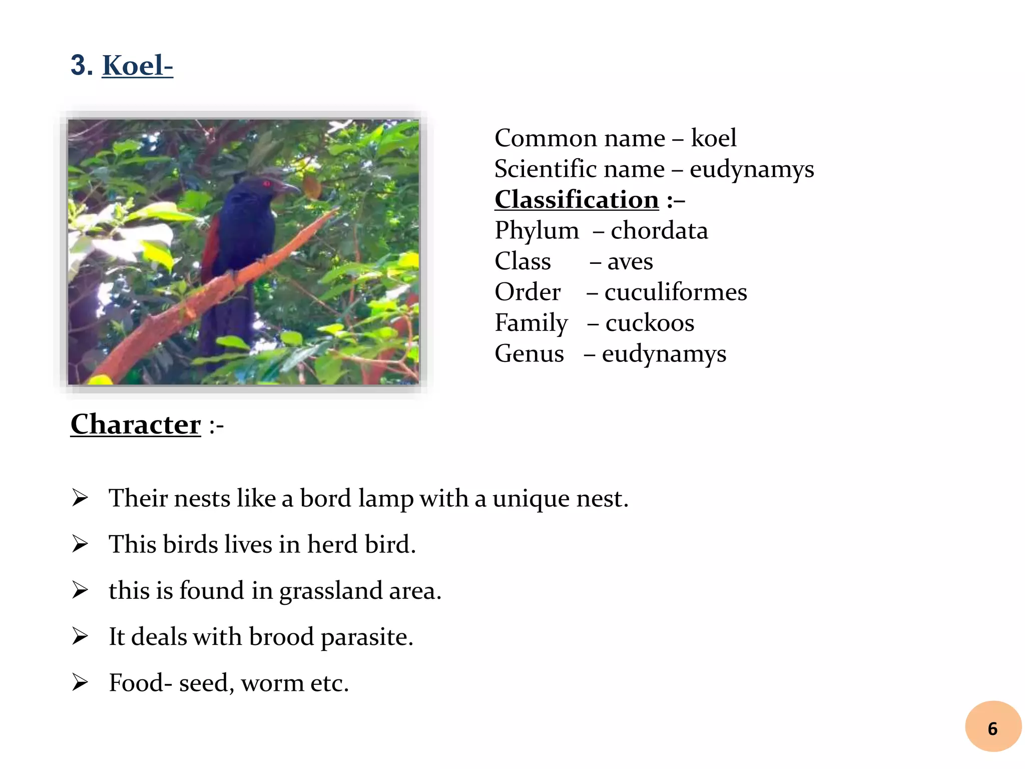 Birds project - collection and identification of birds | PPTX