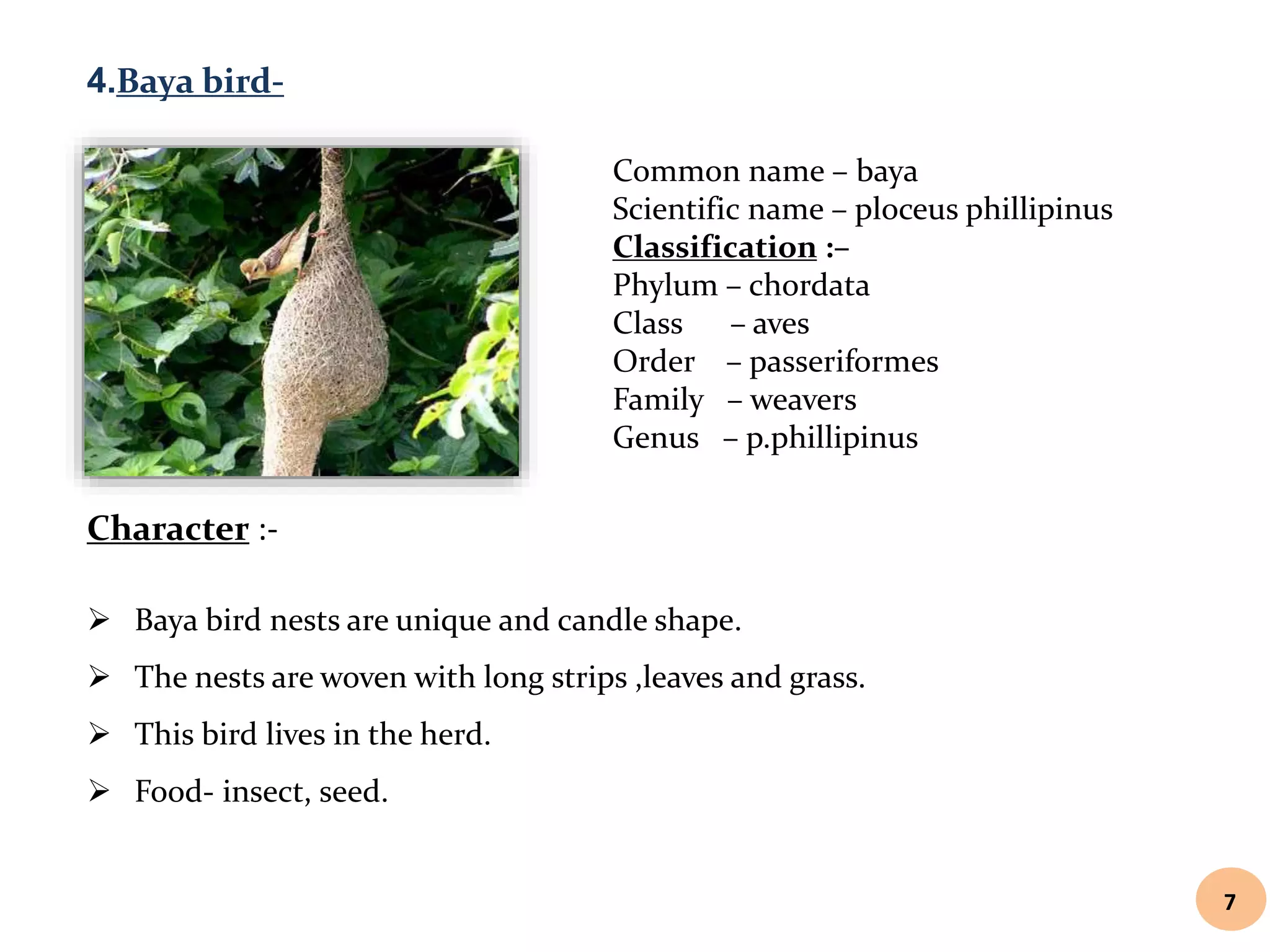 Birds project - collection and identification of birds | PPTX