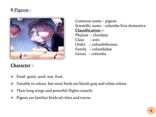 Birds project - collection and identification of birds | PPTX