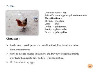 Birds project - collection and identification of birds | PPTX