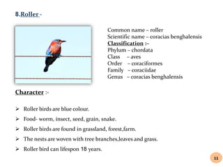 Birds project - collection and identification of birds | PPTX
