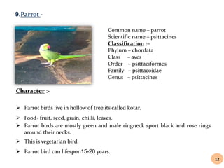 Birds project - collection and identification of birds | PPTX