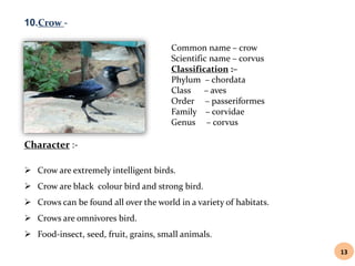 Birds project - collection and identification of birds | PPTX