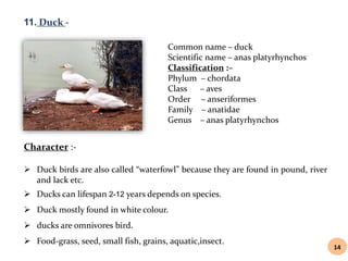 Birds project - collection and identification of birds | PPTX