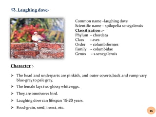 Birds project - collection and identification of birds | PPTX