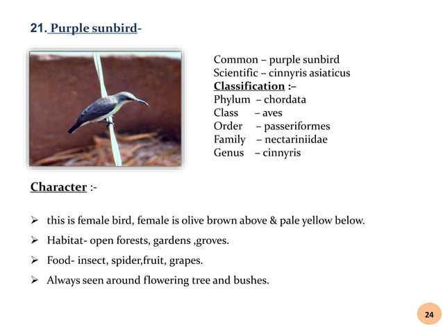 Birds project - collection and identification of birds | PPTX ...