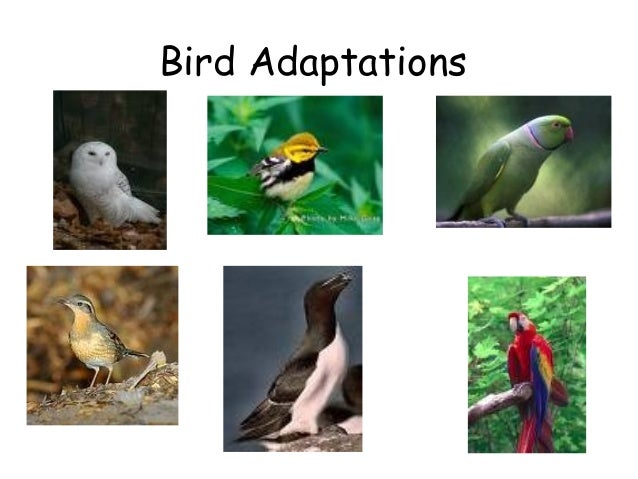 Bird adaptation artistry evolution