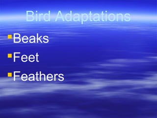 Bird Adaptations | PPT