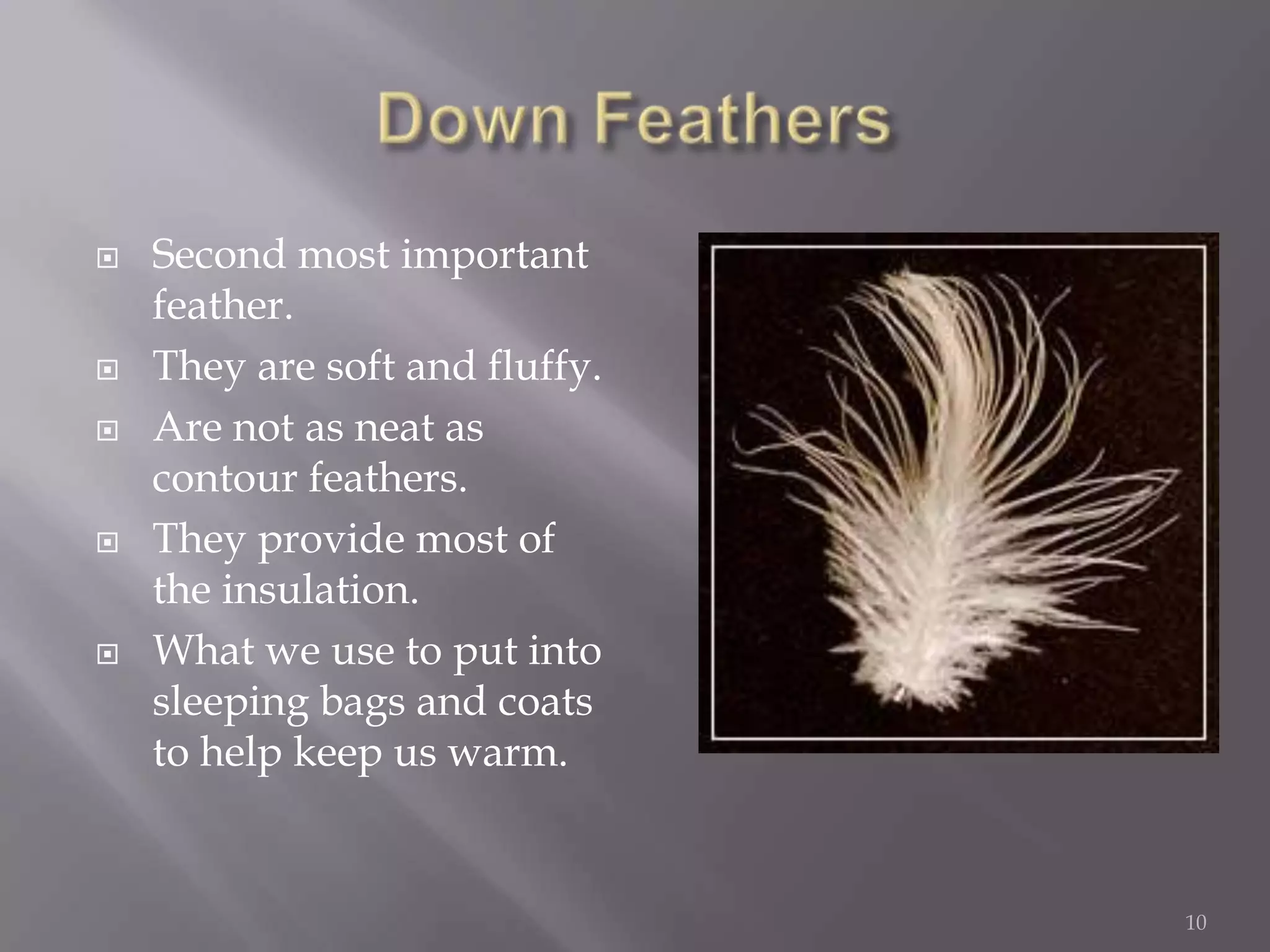 Bird Adaptations | PPTX