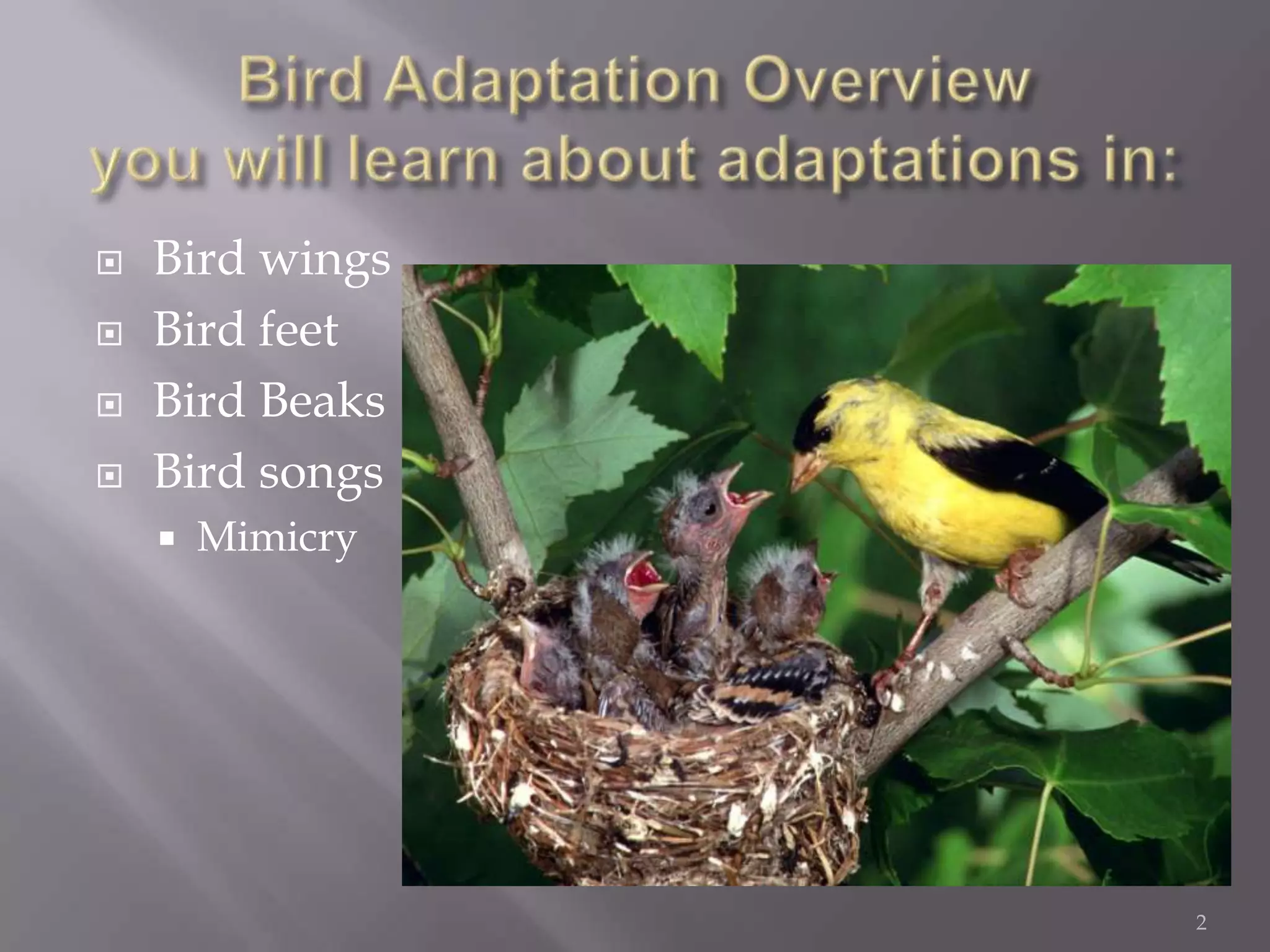 Bird Adaptations | PPTX