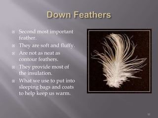 Bird Adaptations | PPTX