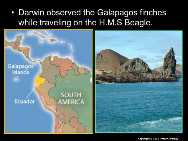 Evolution, Bird Adaptations Lesson, Biology PowerPoint, Bird Beaks | PPT