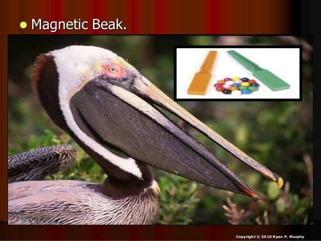 Evolution, Bird Adaptations Lesson, Biology PowerPoint, Bird Beaks