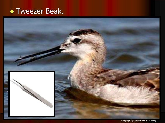 Evolution, Bird Adaptations Lesson, Biology PowerPoint, Bird Beaks