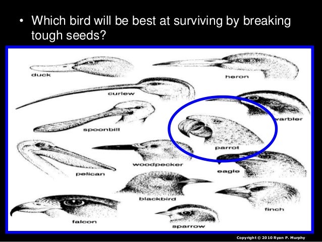 Evolution, Bird Adaptations Lesson, Biology PowerPoint, Bird Beaks