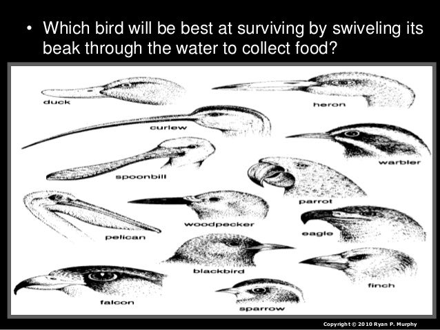 Evolution, Bird Adaptations Lesson, Biology PowerPoint, Bird Beaks