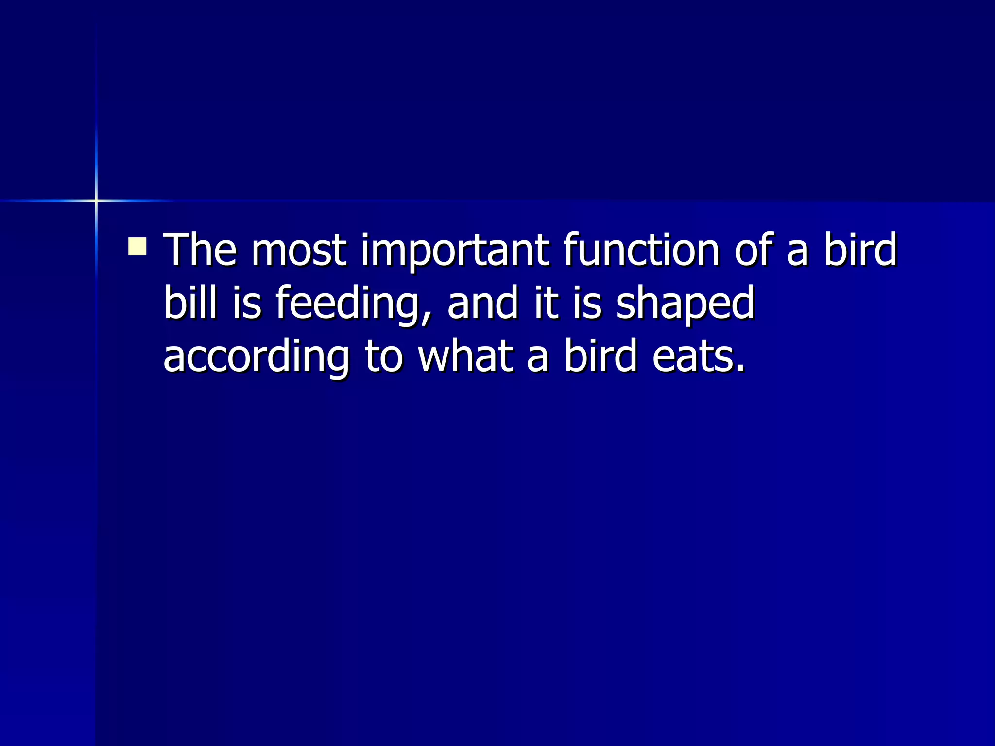 Bird Adaptations Beaks | PPT
