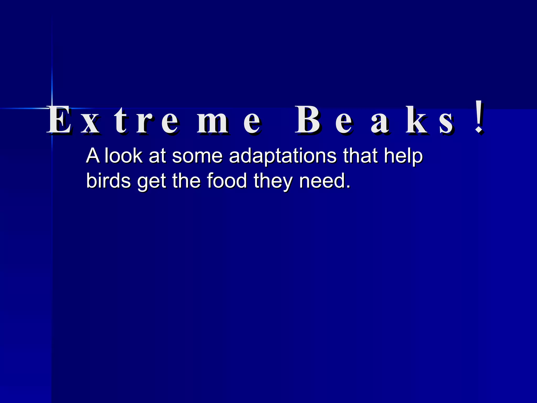 Bird Adaptations Beaks | PPT
