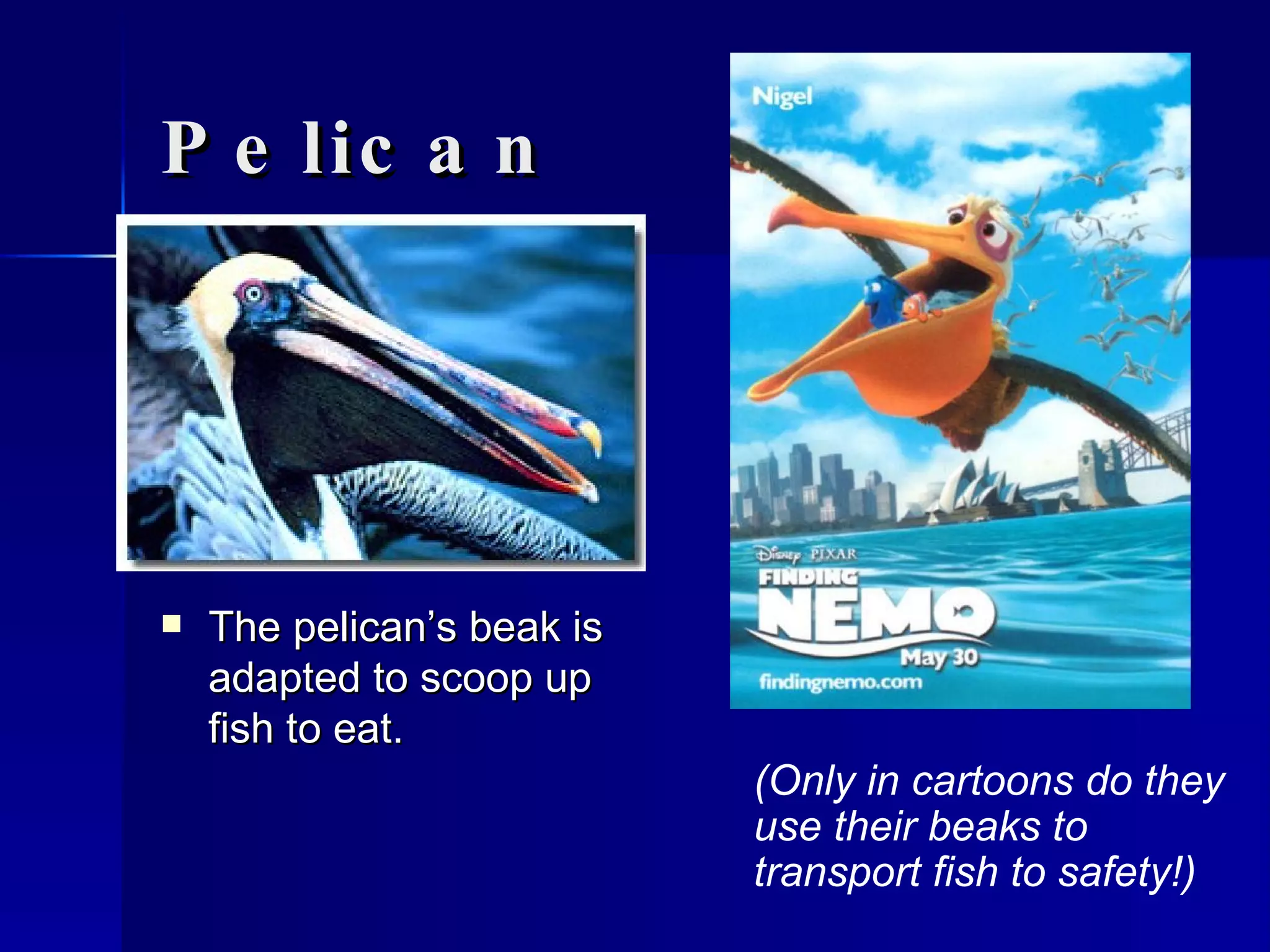 Bird Adaptations Beaks | PPT