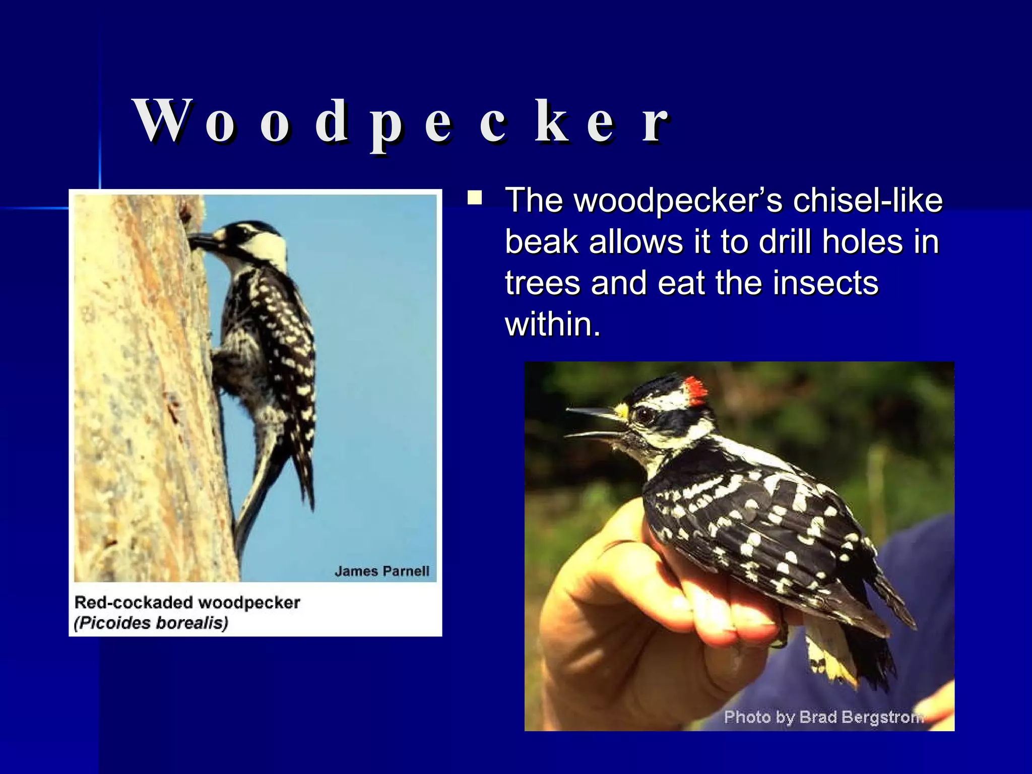 Bird Adaptations Beaks | PPT | Birdwatching | Hobbies & Interests