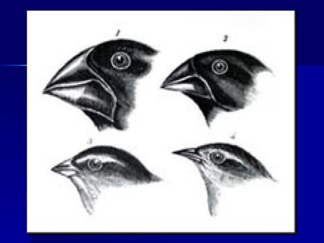 Bird Adaptations Beaks | PPT | Birdwatching | Hobbies & Interests