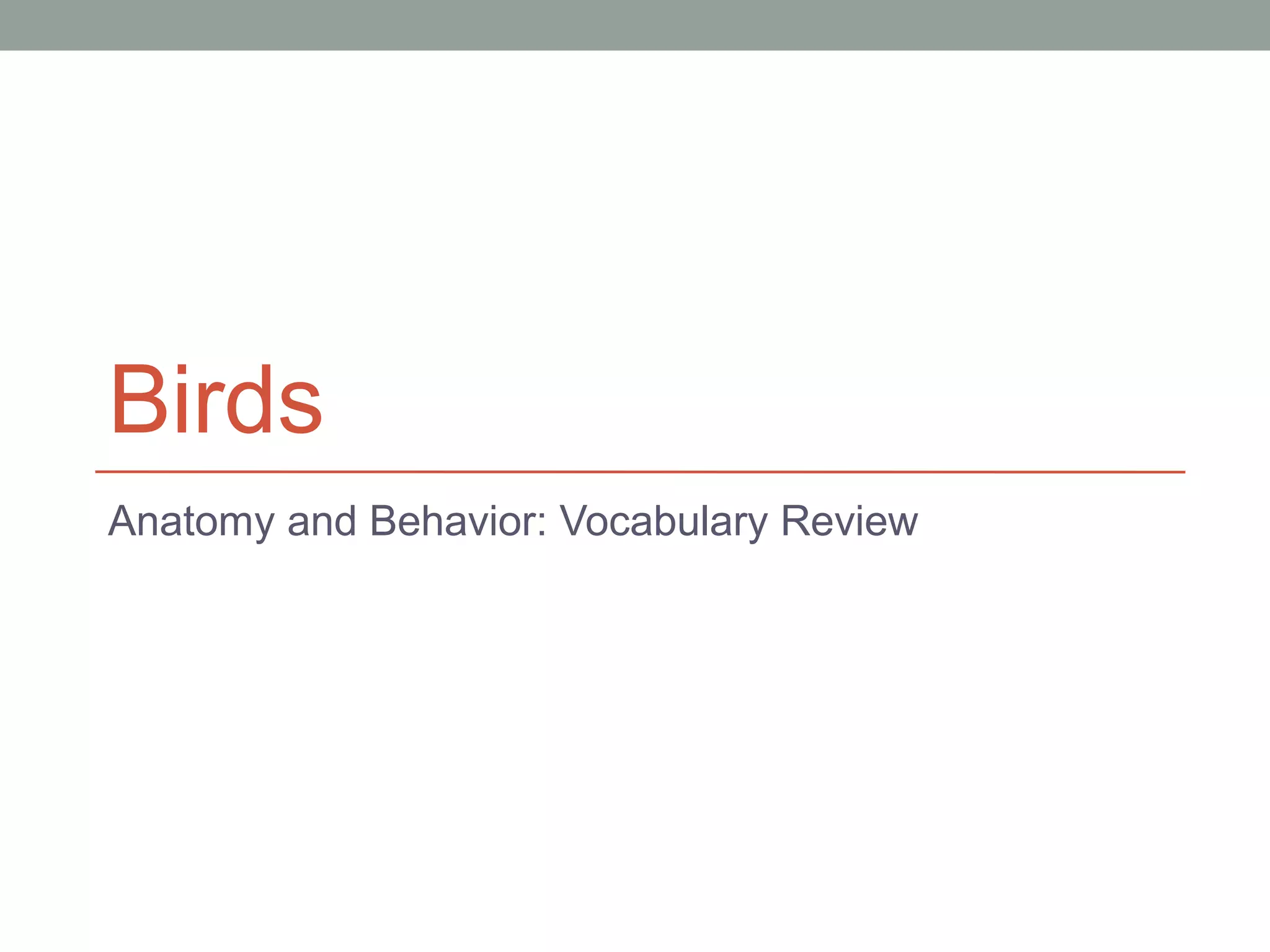 Bird Anatomy and Behavior Review | PPT | Birdwatching | Hobbies & Interests