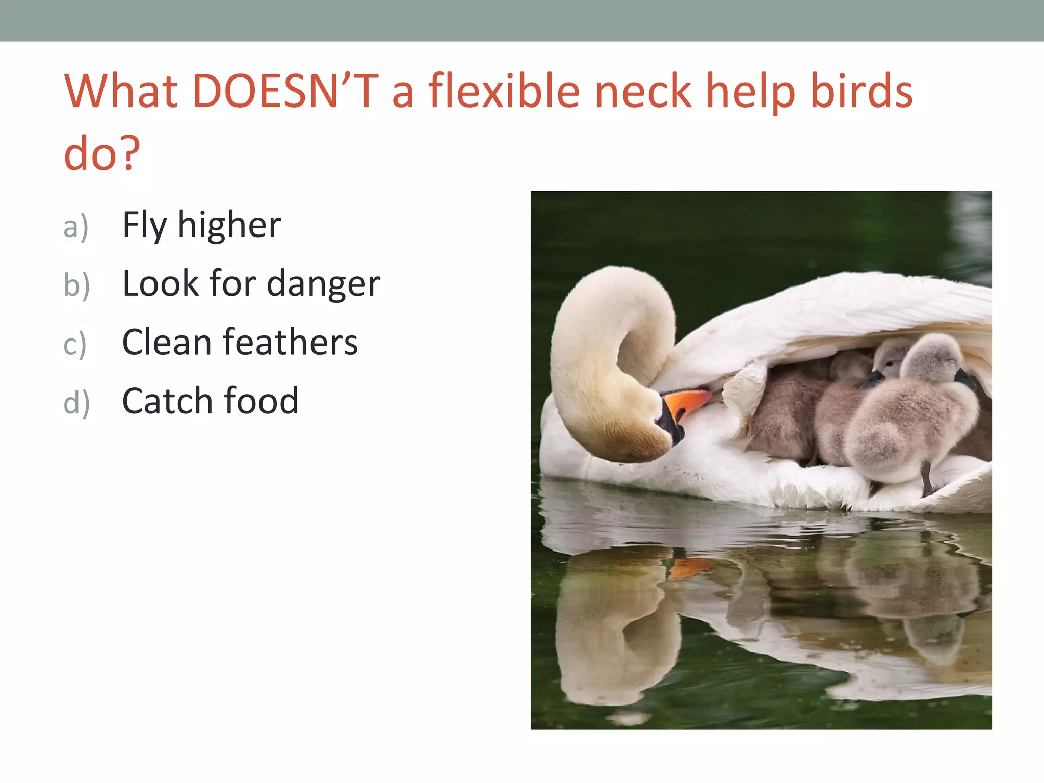 Bird Anatomy and Behavior Review | PPT | Birdwatching | Hobbies & Interests