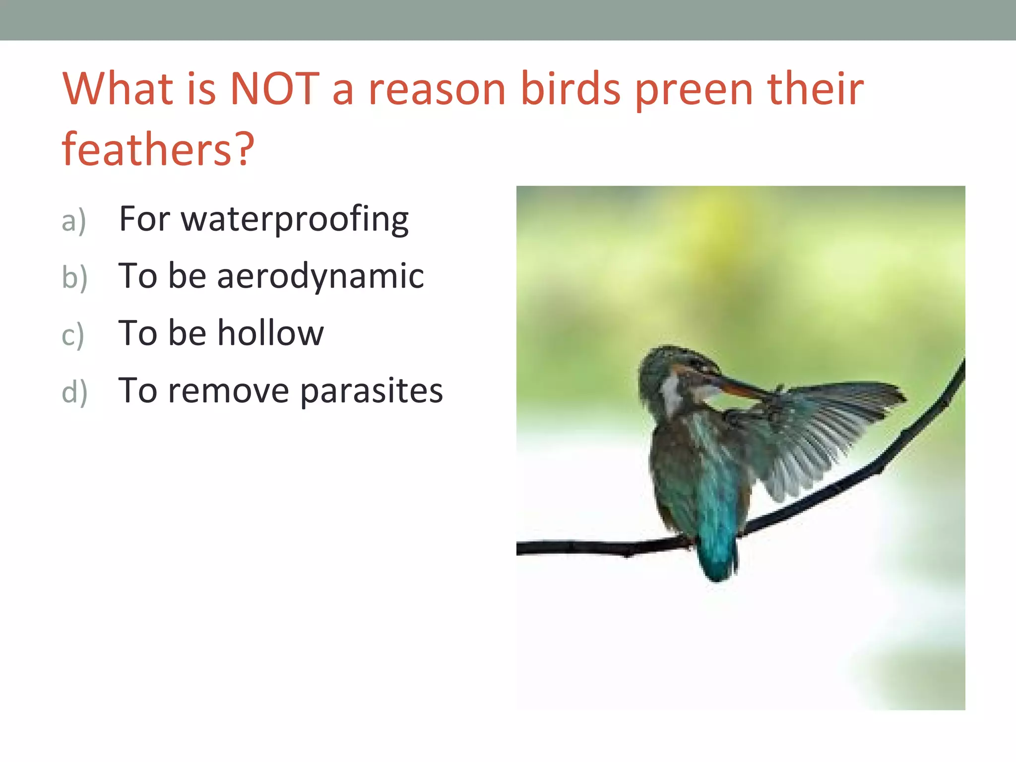 Bird Anatomy and Behavior Review | PPT