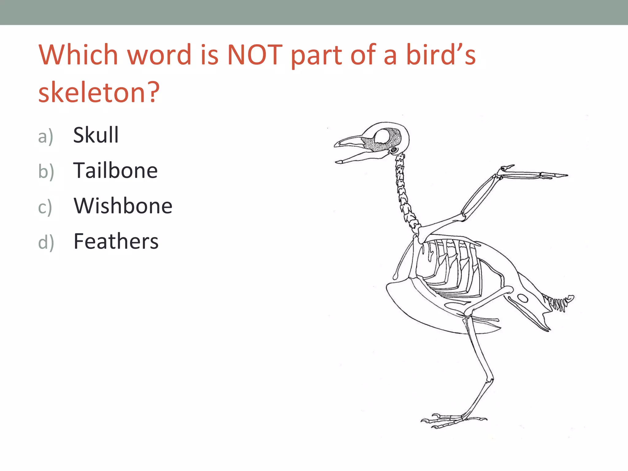 Bird Anatomy and Behavior Review | PPT | Birdwatching | Hobbies & Interests