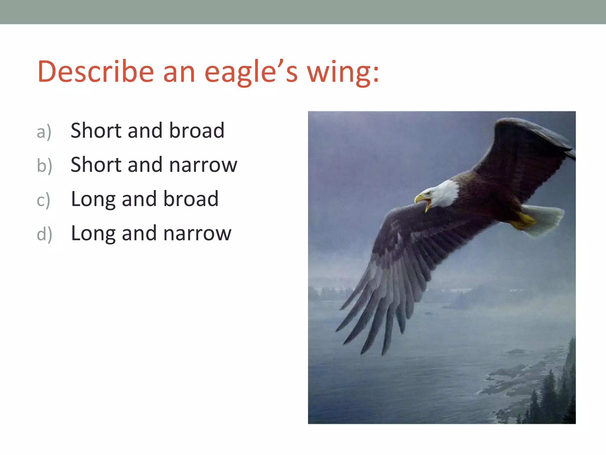 Bird Anatomy and Behavior Review | PPT