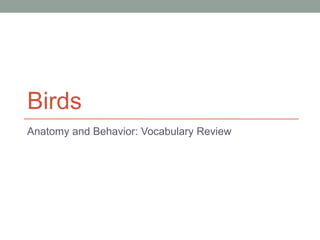 Bird Anatomy and Behavior Review | PPT