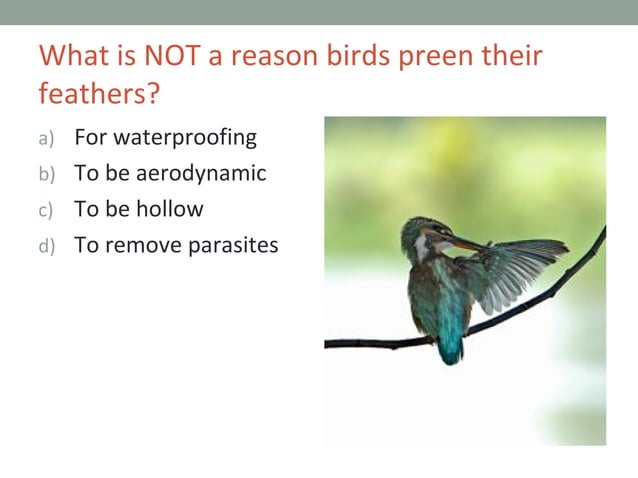 Bird Anatomy and Behavior Review | PPT