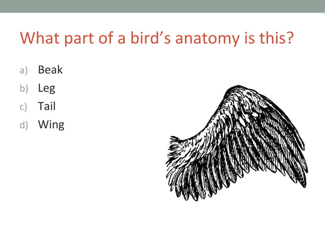 Bird Anatomy and Behavior Review | PPT