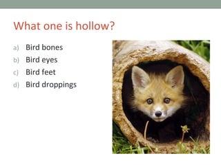 Bird Anatomy and Behavior Review | PPT