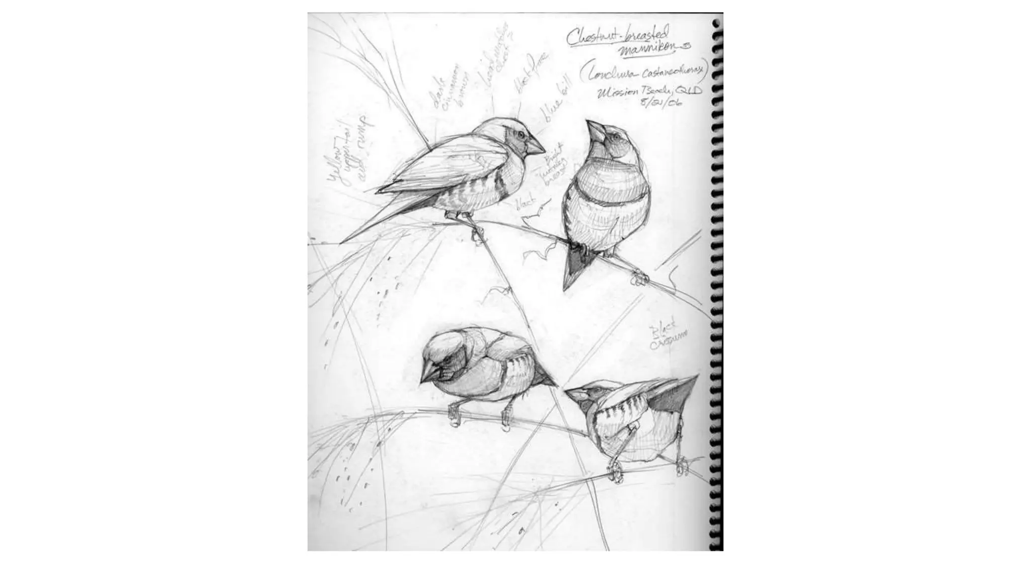 Birds, in Pen, Art Lesson | PPT